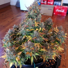 Auto Big Devil семена конопли купить в интернет-магазине семян конопли ...