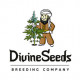Сидбанк Divine Seeds (Дивайн Сидс) в Украине — лучшая генетика с гарантией