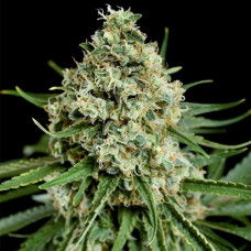 Семена конопли Peyote Critical feminised Barneys Farm в Украине купить ...